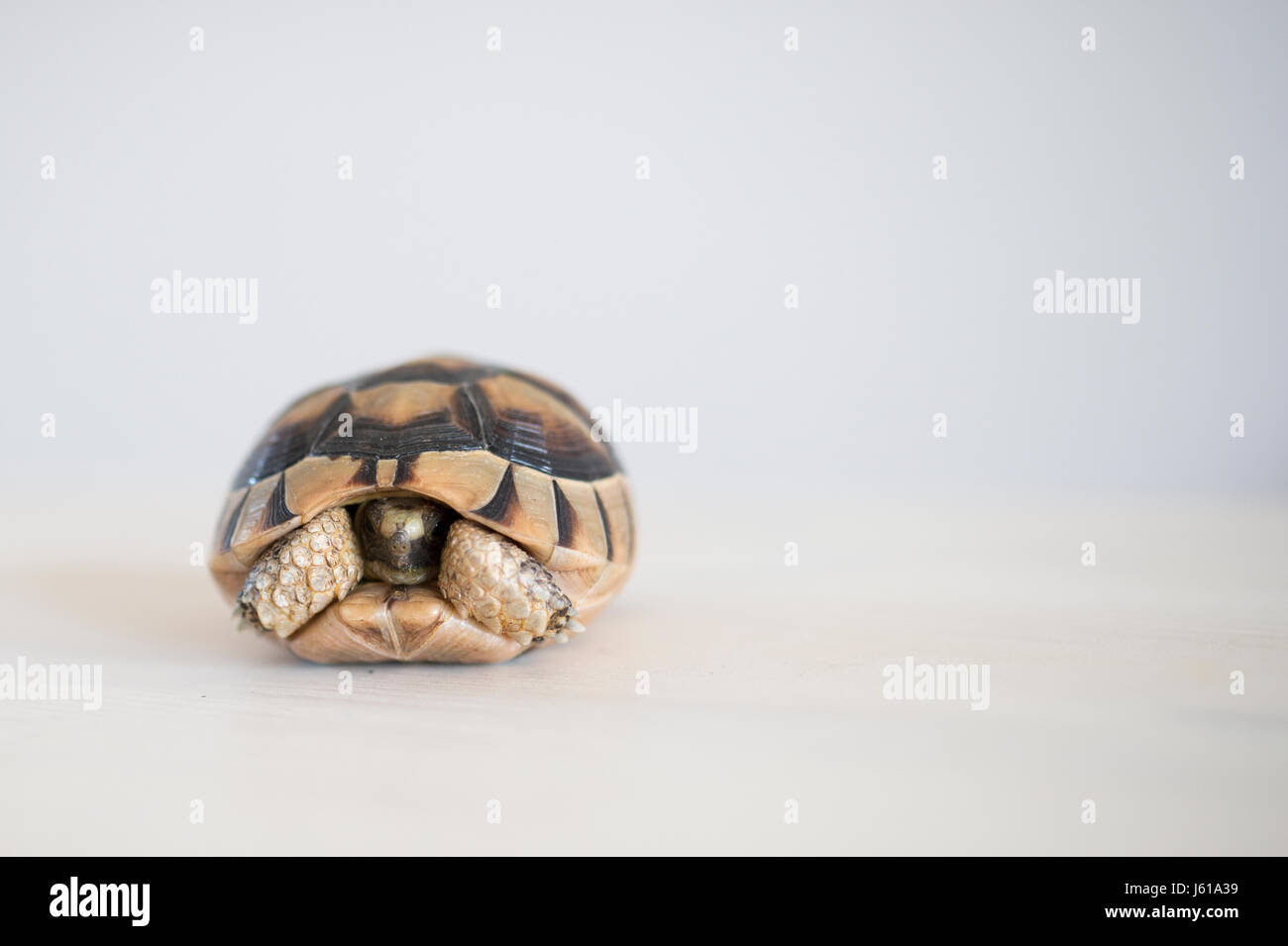 A rare and small sea turtle on a white background Stock Photo - Alamy