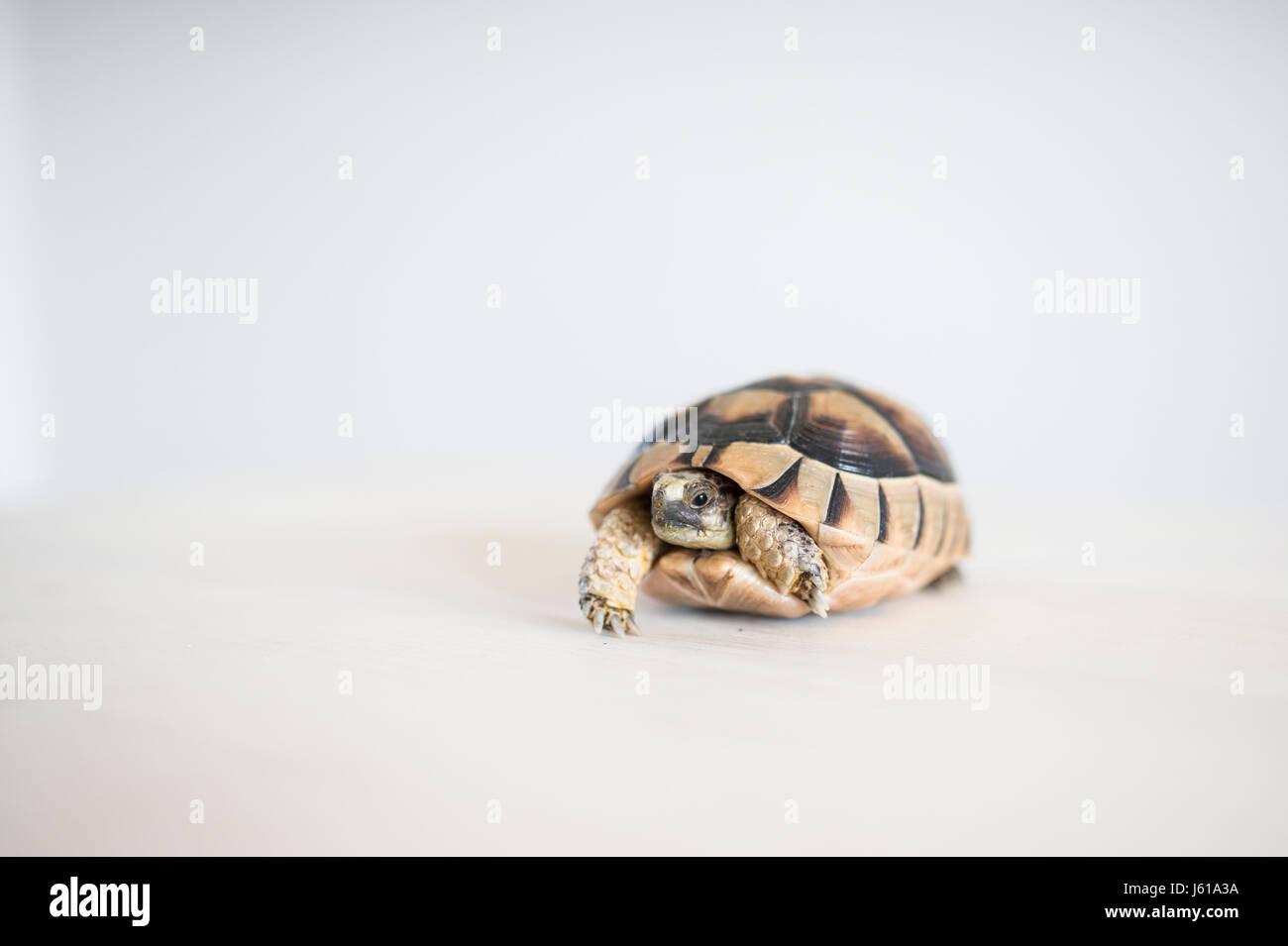 A rare and small sea turtle on a white background Stock Photo - Alamy