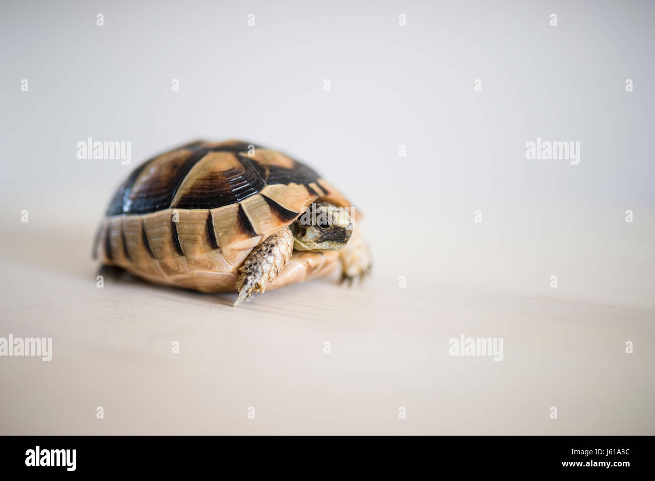 A rare and small sea turtle on a white background Stock Photo - Alamy