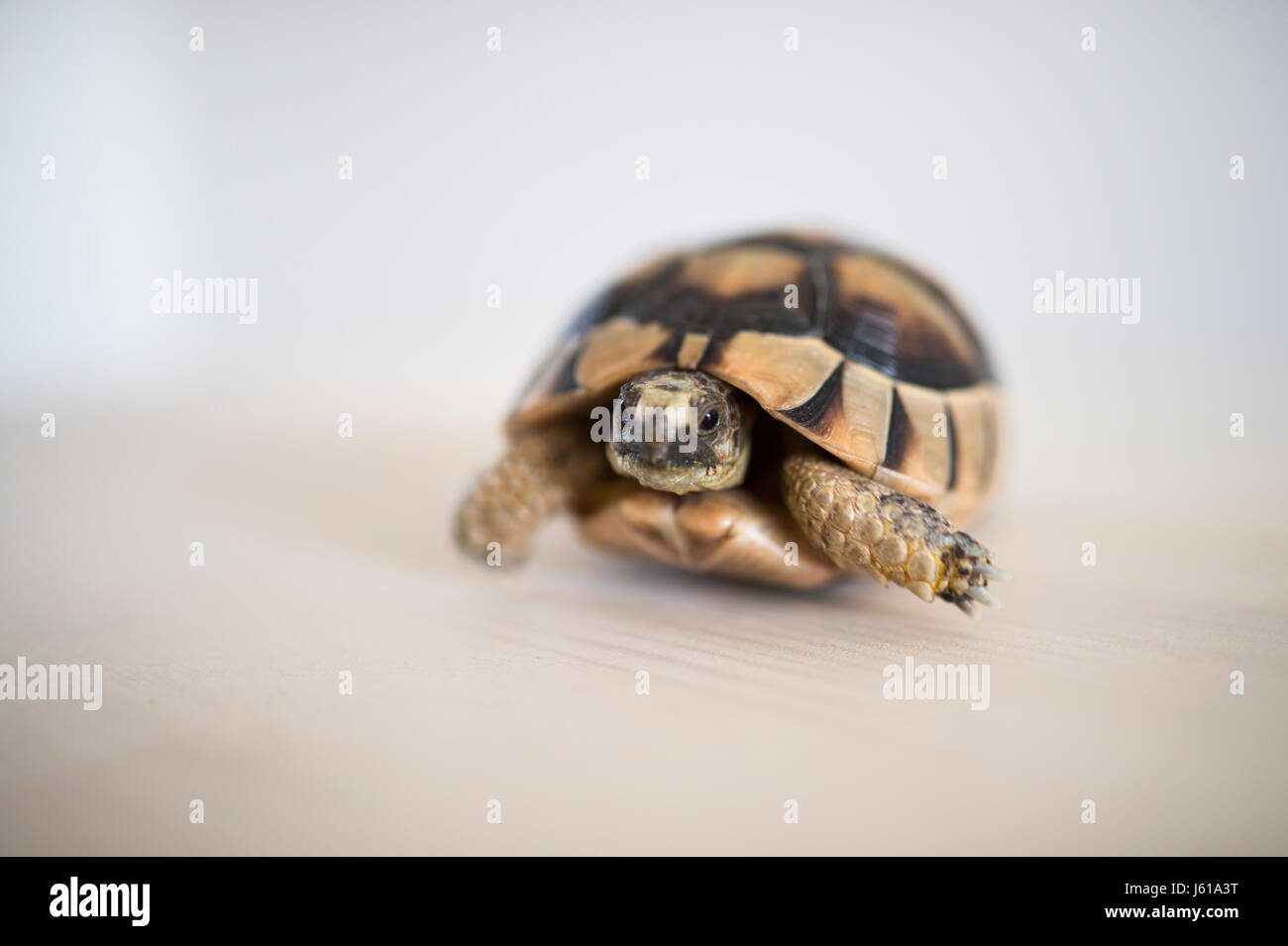 A rare and small sea turtle on a white background Stock Photo - Alamy