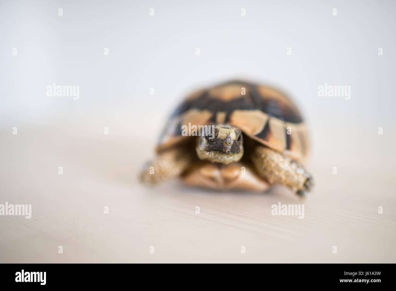 A rare and small sea turtle on a white background Stock Photo - Alamy