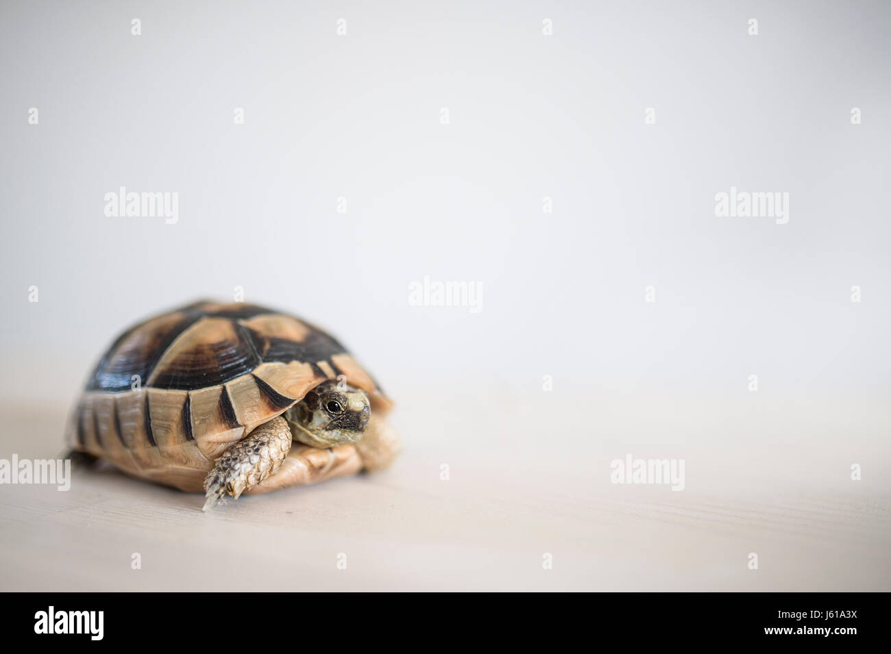 Prehistoric sea turtles hi-res stock photography and images - Alamy