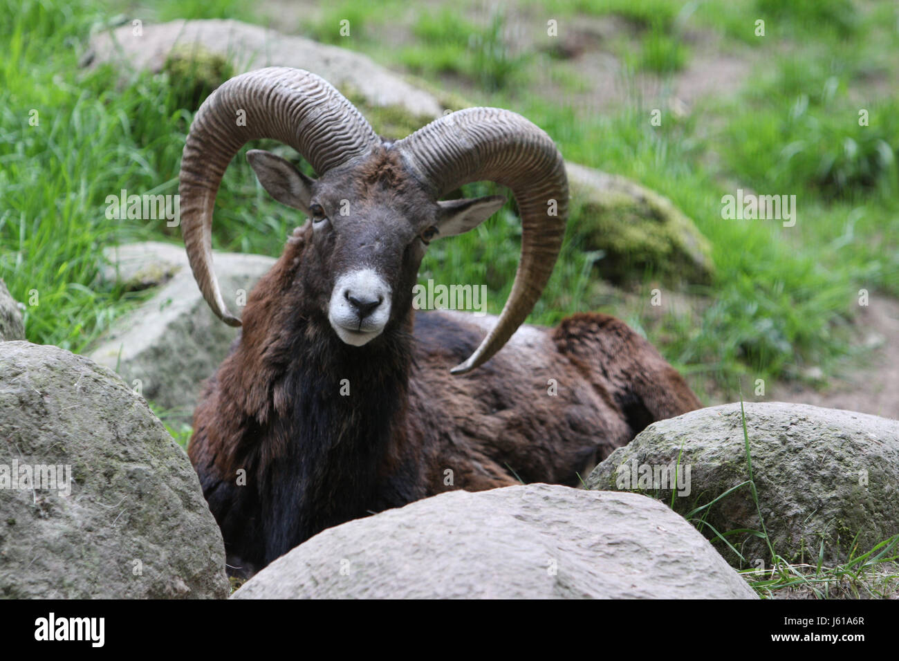 Ovis orientalis ophion hi-res stock photography and images - Alamy