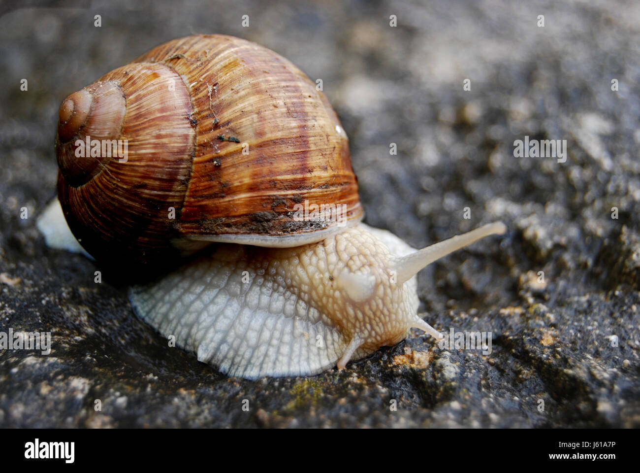 snail edible snail house building sneak snail mucous edible snail snail ...