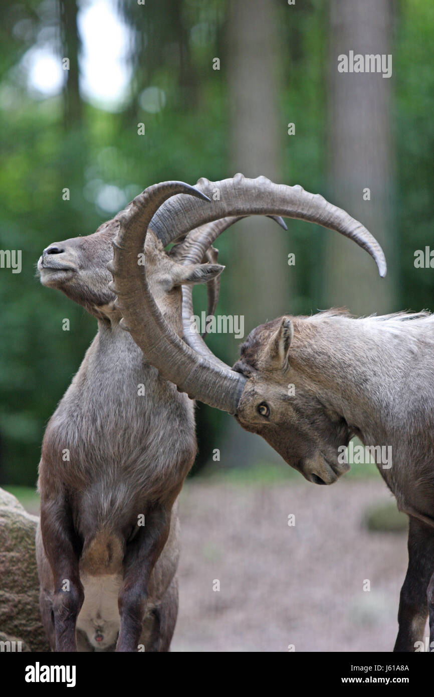 capricorn bouquetin fight fighting goat horn power cornets capricorn ...
