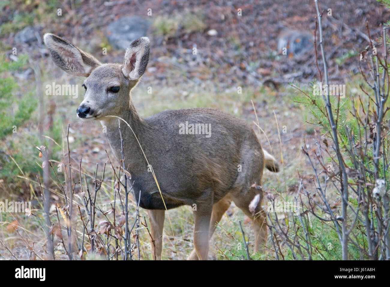 wild buck wildlife reindeer hart stag fawn game tournament play playing ...