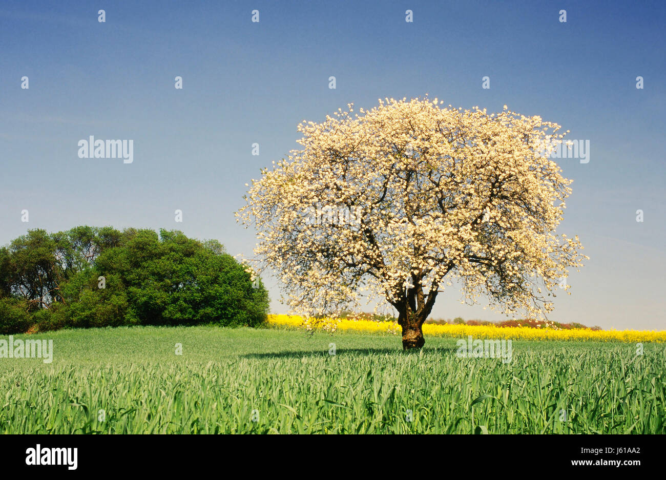Rape field field blossoms apple tree fields fruit-tree bleed bloom ...