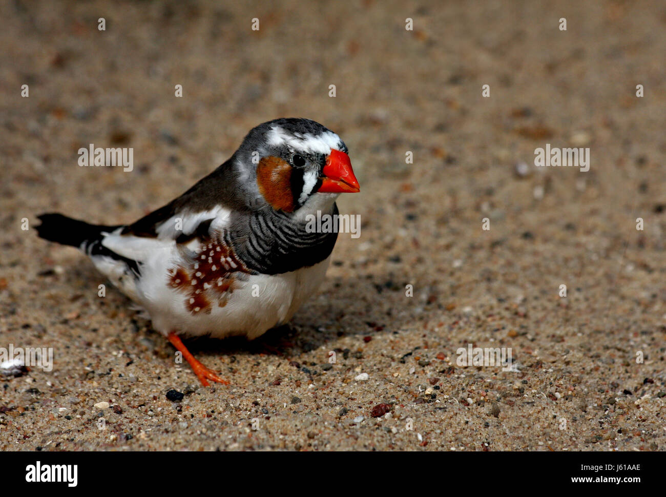 bird birds australia coloured finches bird coloured colourful gorgeous ...