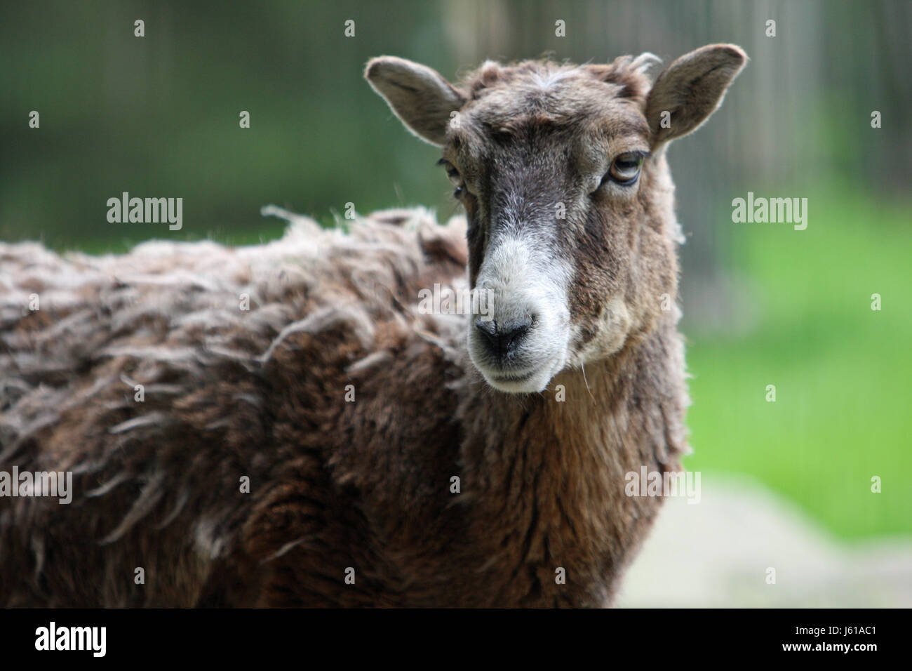 brown brownish brunette horn hairs skin sheep cornets ruminant mufflon ...