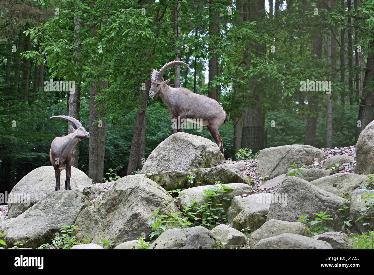capricorn bouquetin goat horn cornets capricorn ruminant bouquetin ...