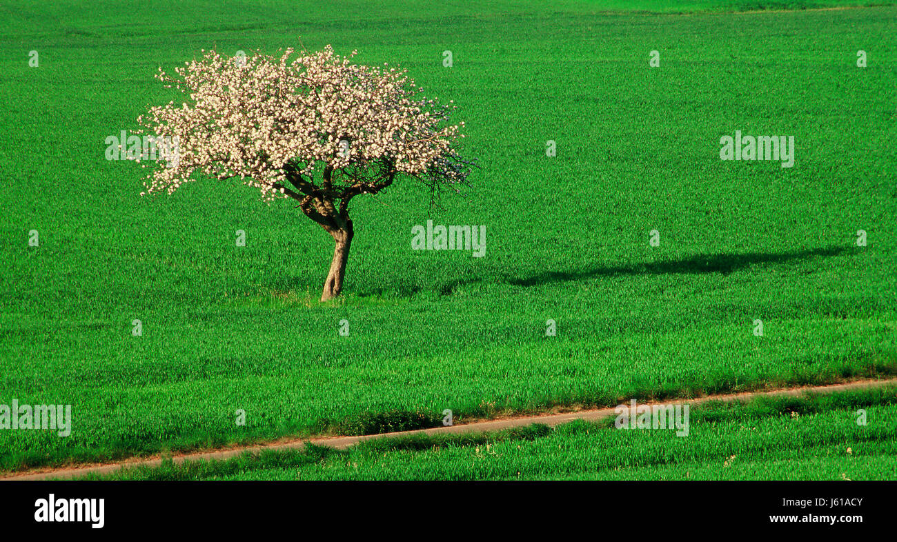 apple tree in field Stock Photo - Alamy
