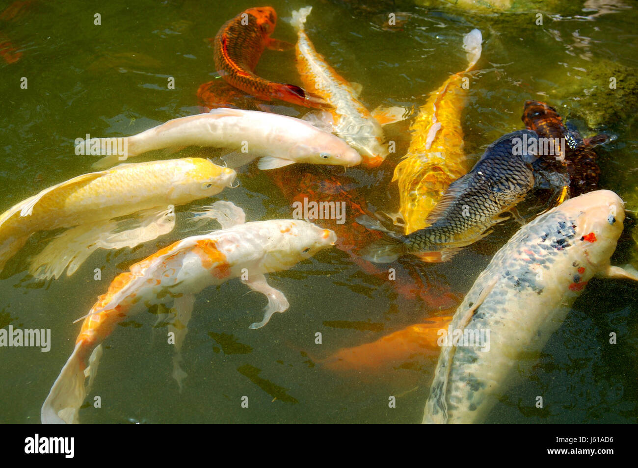 Diverse marine life living hi-res stock photography and images - Alamy