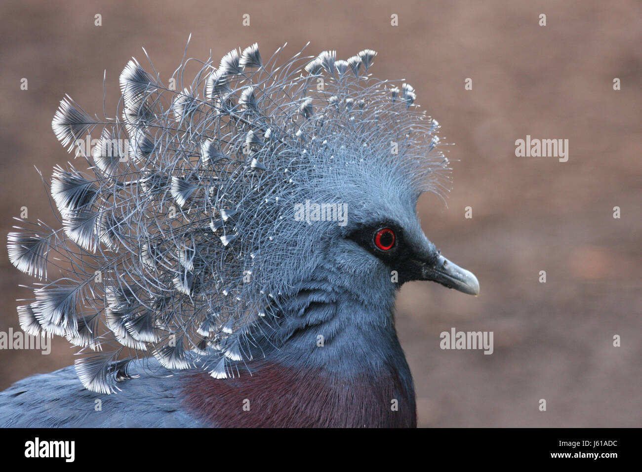 bird portrait birds feathering crown proud pride bird portrait eye ...