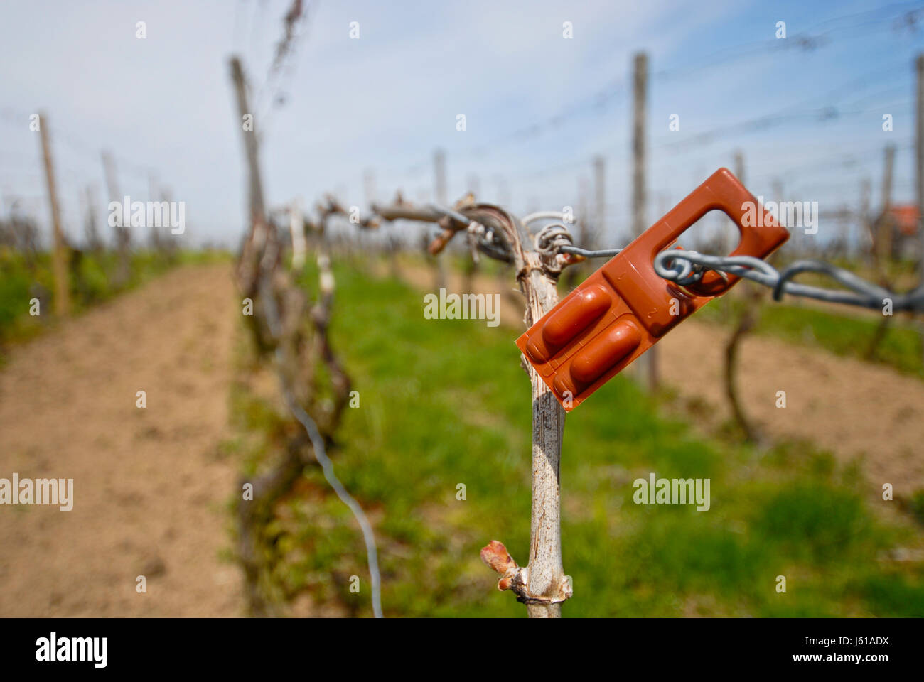 cultivation of wine vineyard vineyards cultivation of wine vineyard ...