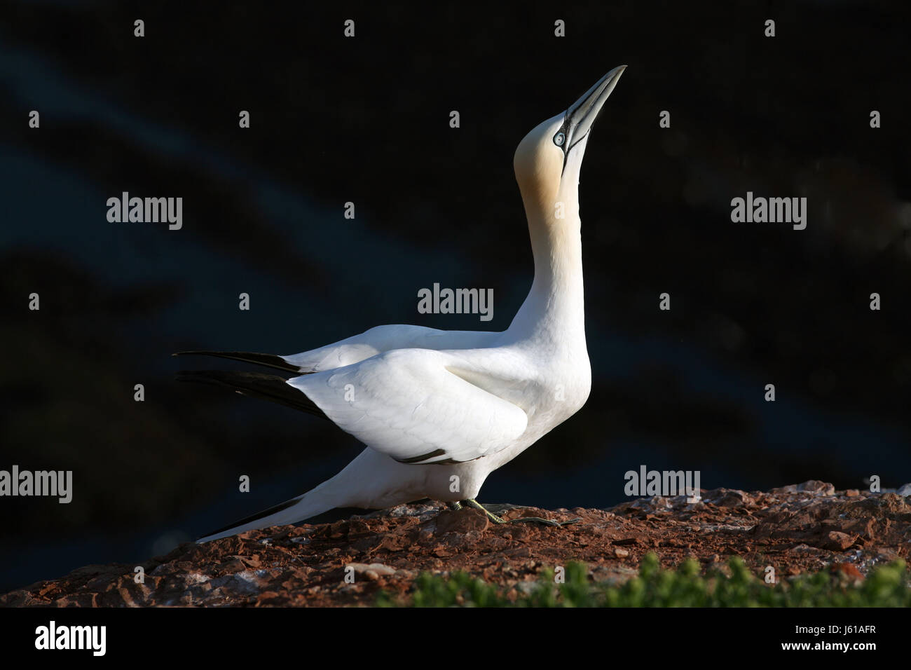 bird birds breed-time mating season bird birds wing rock feathers ...