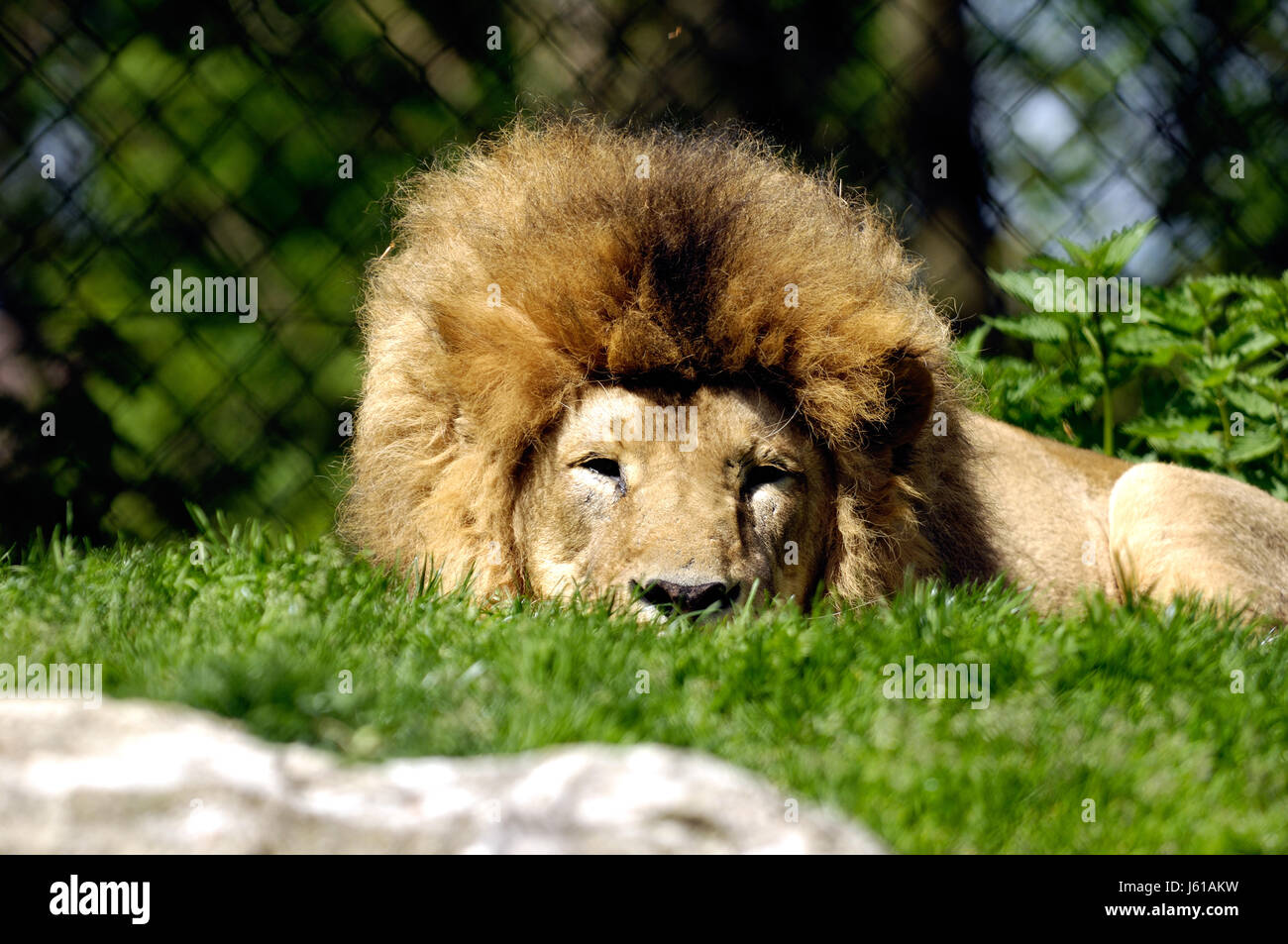Lowe king hi-res stock photography and images - Alamy