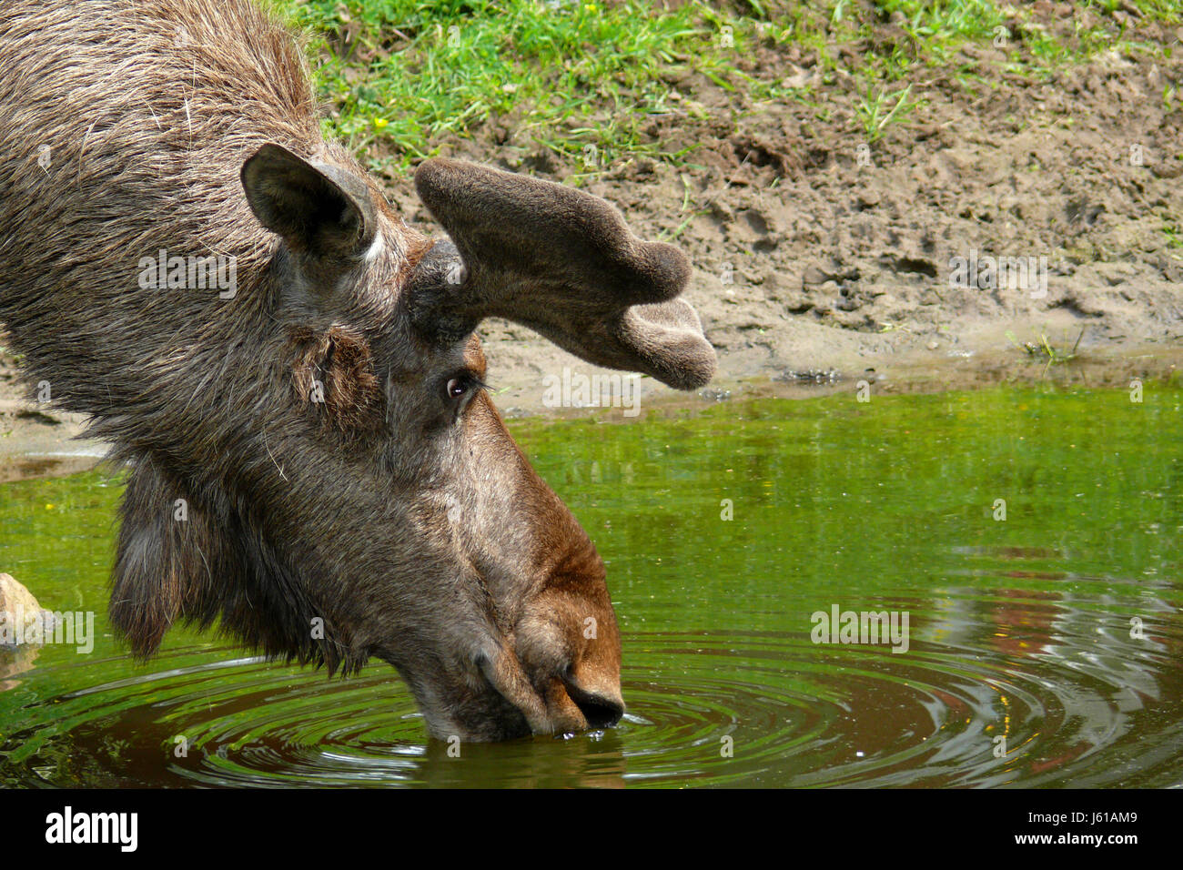 drink drinking bibs horns elk to booze booze drink drinking bibs animal ...