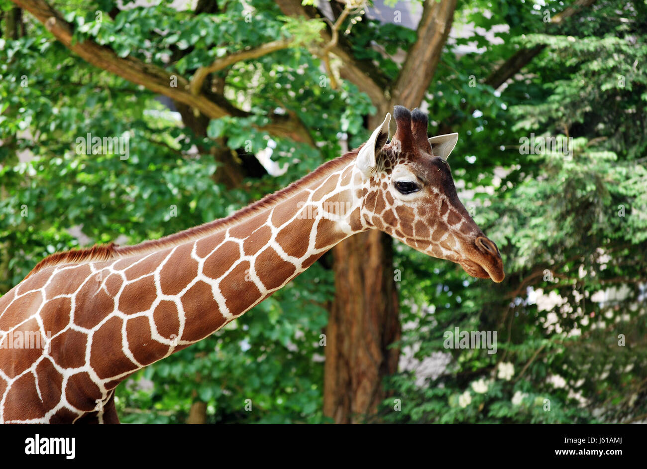 Graffe hi-res stock photography and images - Alamy