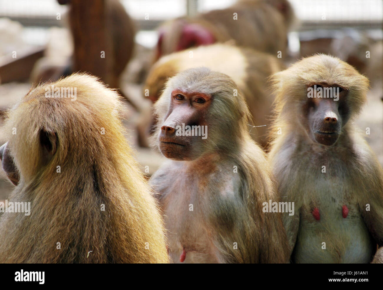 portrait monkey apes baboon trio primates age elder meditative monkey ...