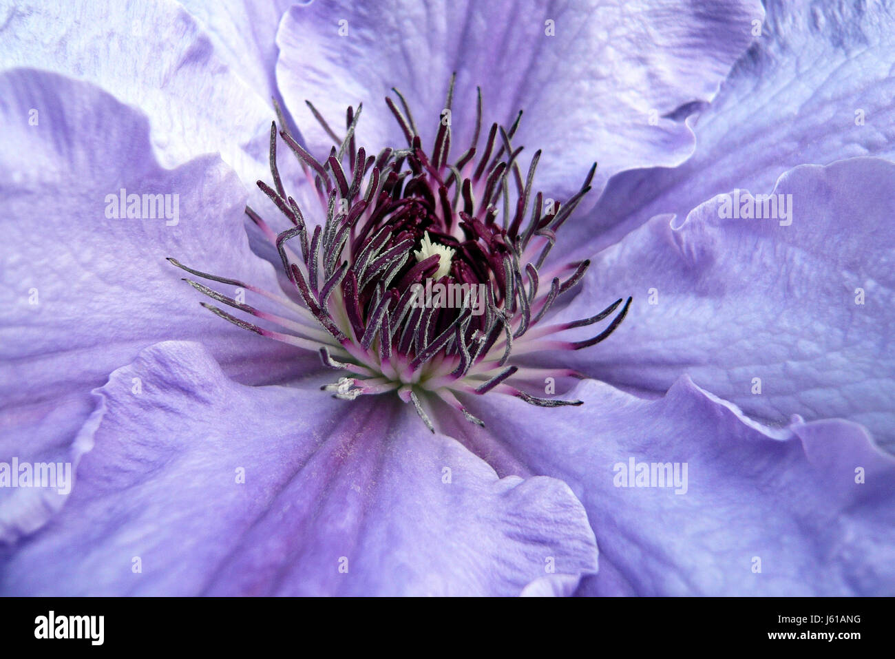 flower plant bloom blossom flourish flourishing clematis climbing plant ...