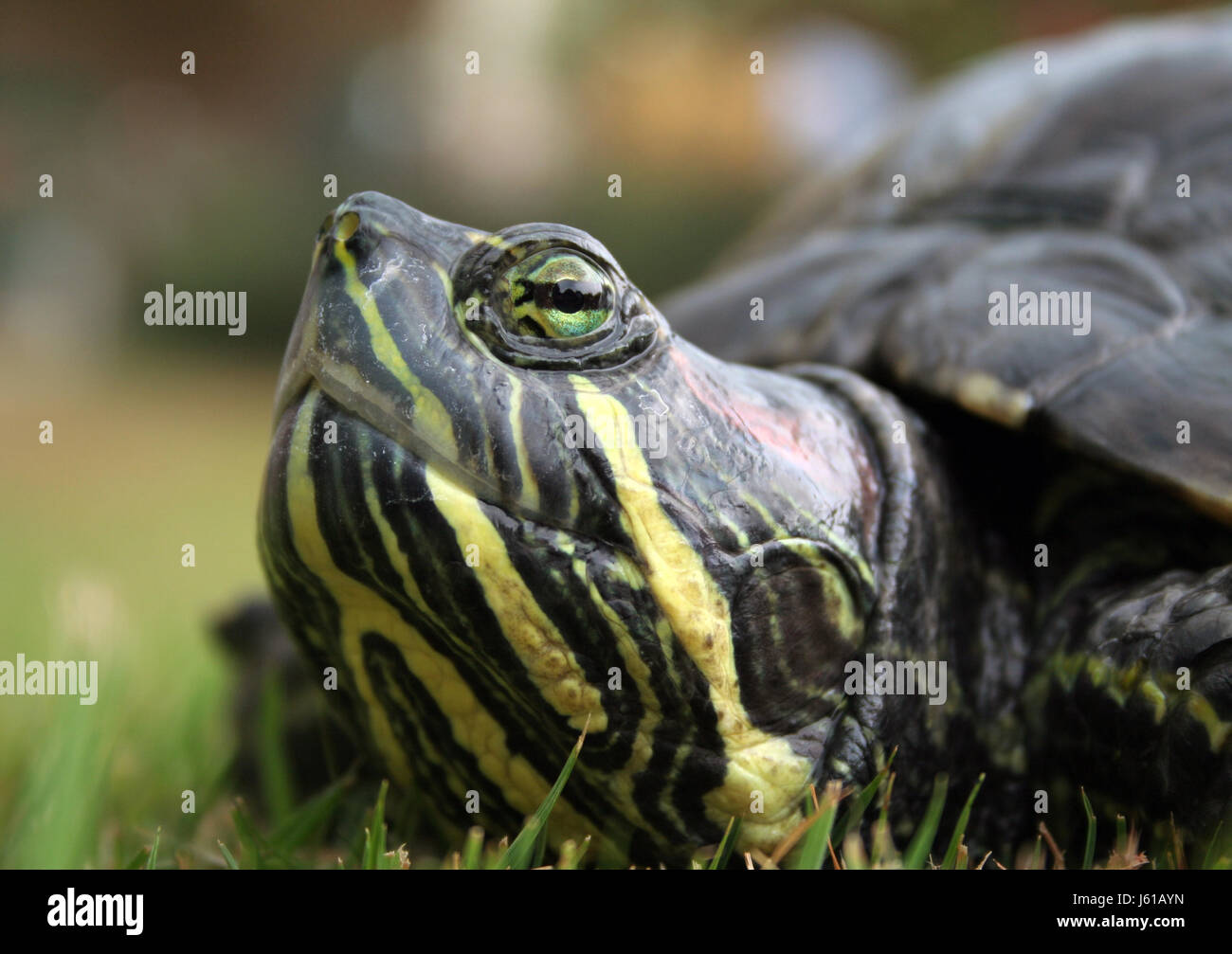 animals armour reptiles tortoises nature head turtle tortoise macro ...