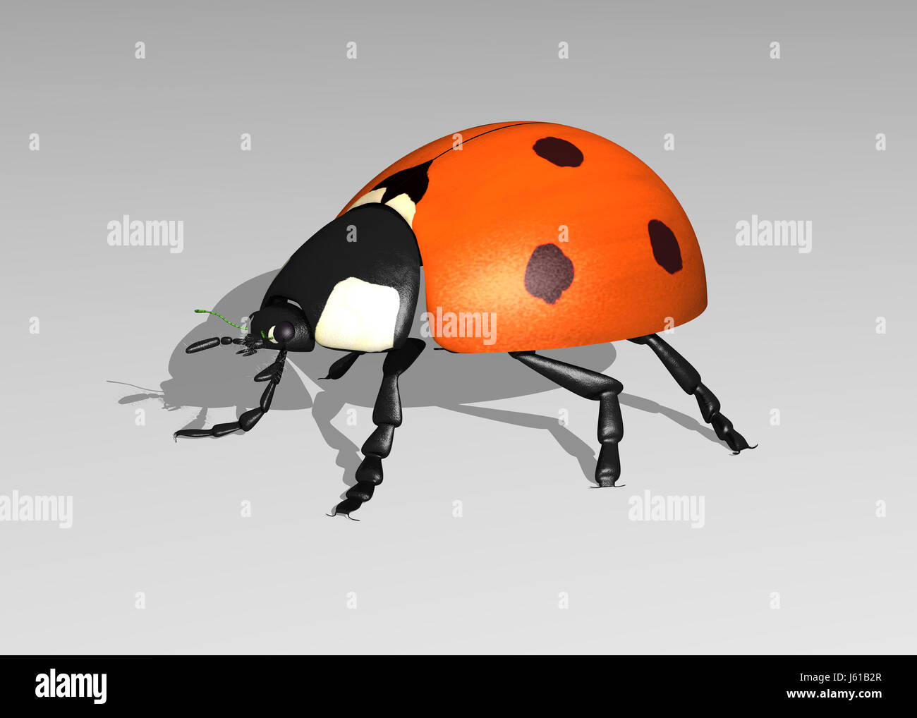 insect beetle dots side view ladybug insect beetle dots side view ...