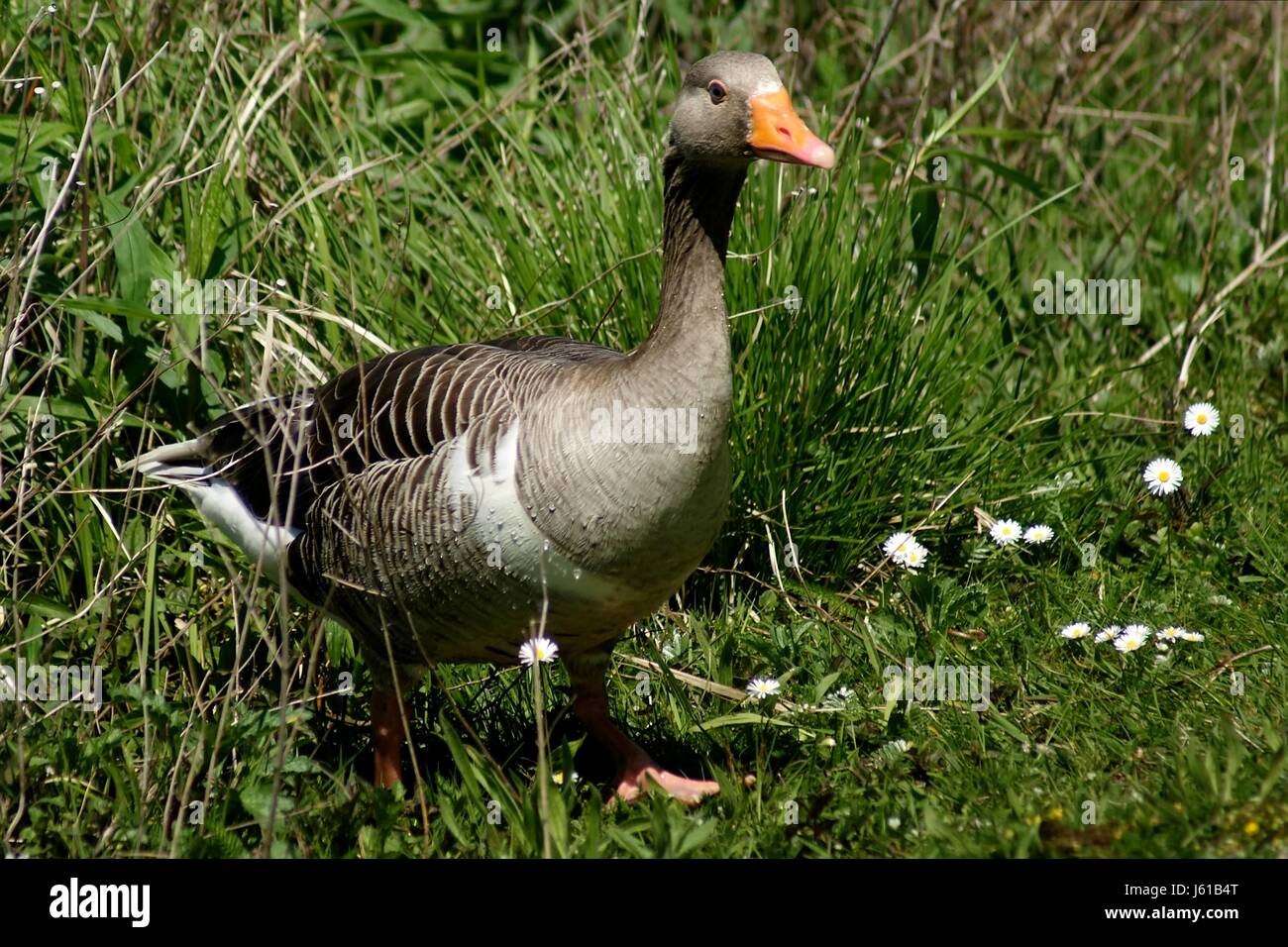 bird birds chick goose migrant birds of passage bird wild birds Stock Photo - Alamy
