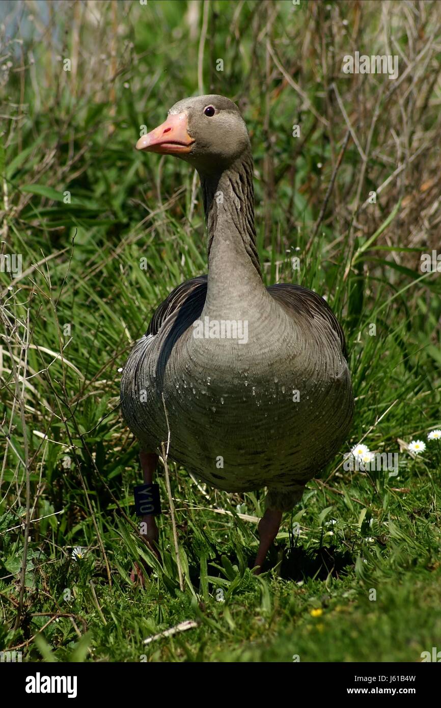 bird birds goose migrant birds of passage nature bird wild birds Stock ...