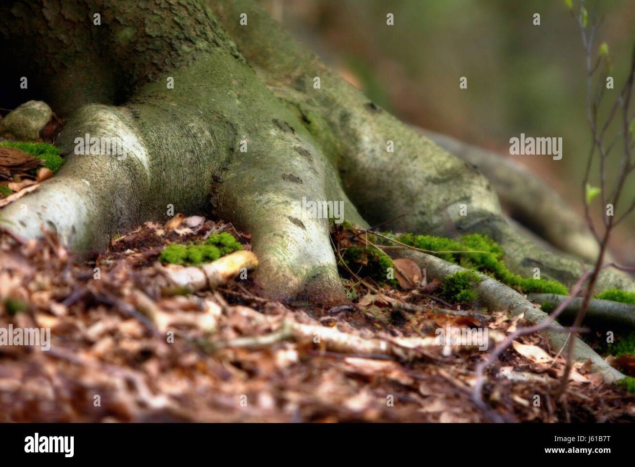 tree root on forest floor Stock Photo - Alamy