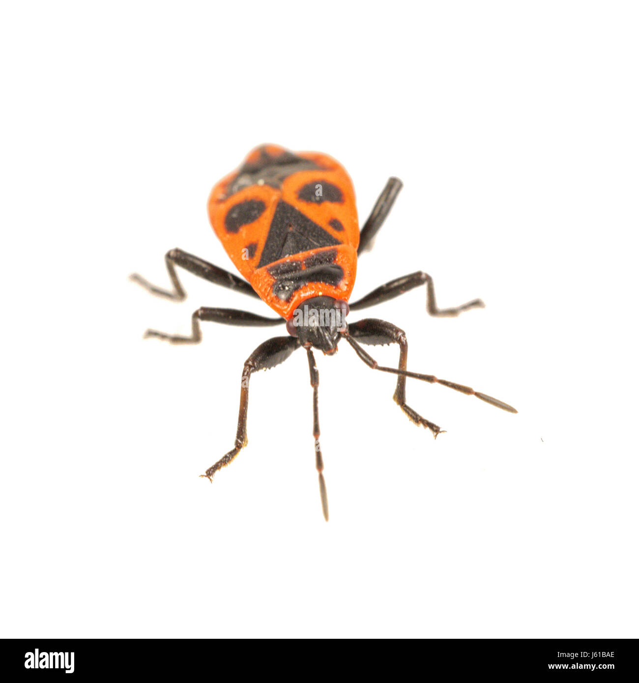 Firebug (Pyrrhocoris apterus) isolated on a white background Stock ...
