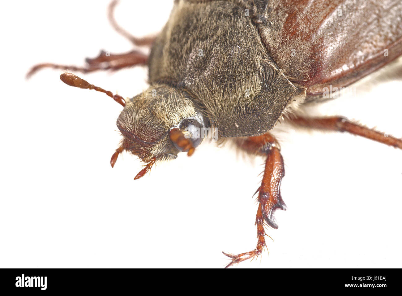 Cockchafer or May bug (Melolontha melolontha) isolated on a white ...