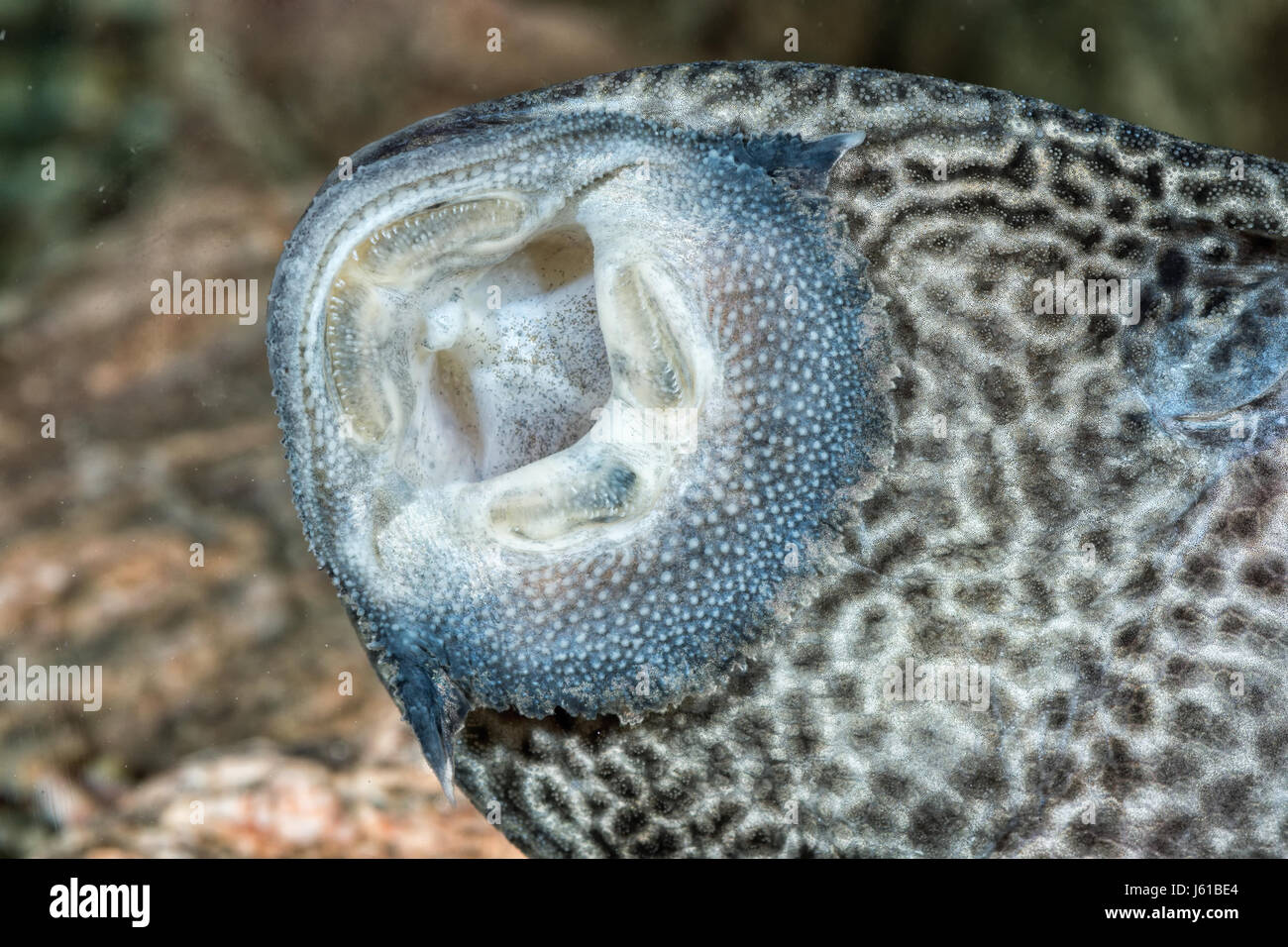 Loricariidae hi-res stock photography and images - Alamy