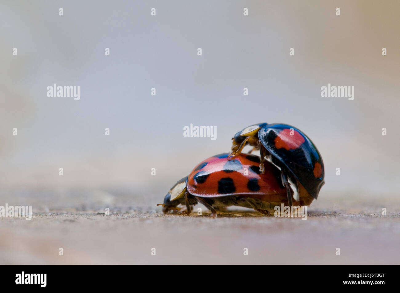 increase mating mate siring pictogram symbol pictograph trade symbol ...