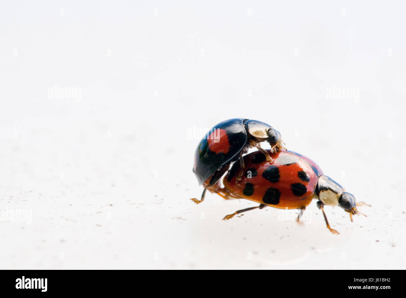 increase mating mate siring pictogram symbol pictograph trade symbol ...