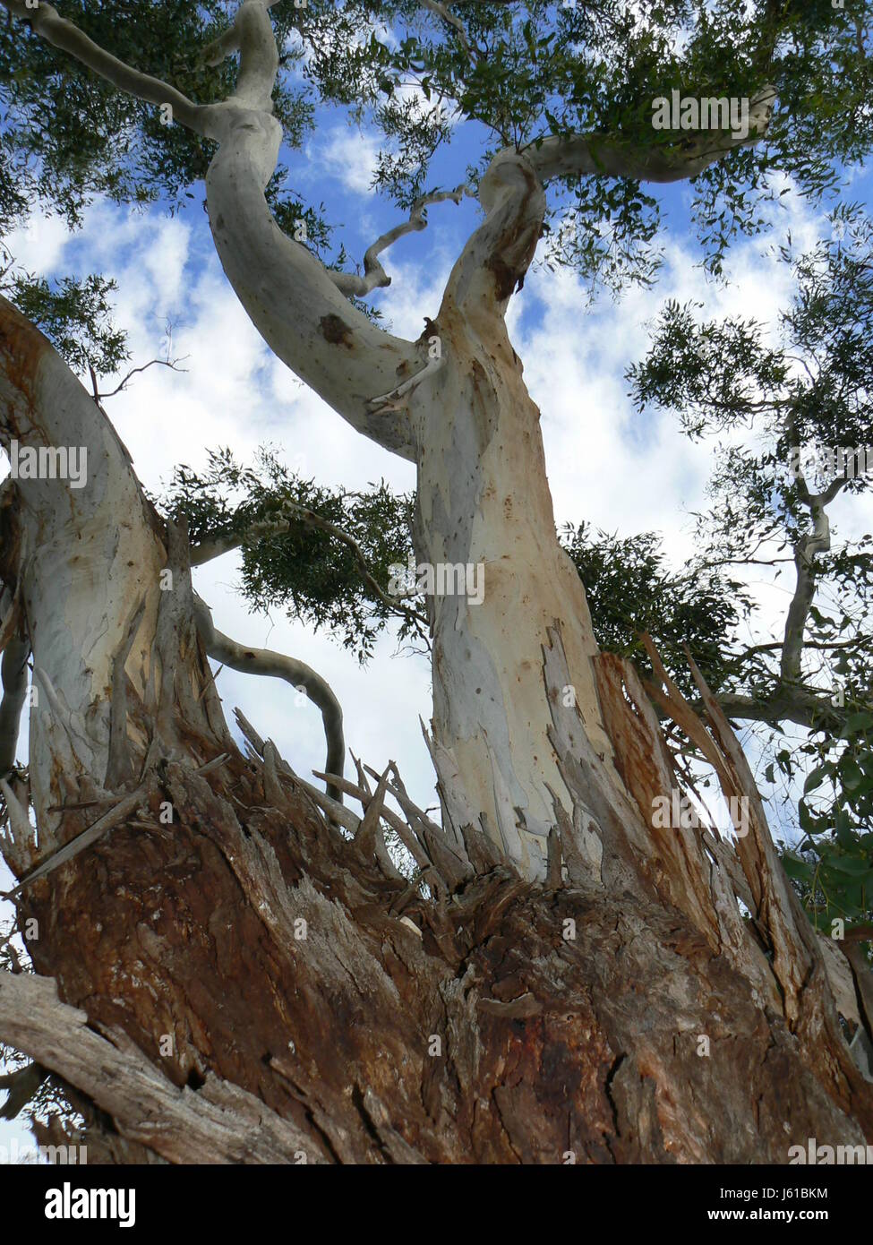 blue tree bark firmament sky blue leaf tree trees trunk leaves bark ...