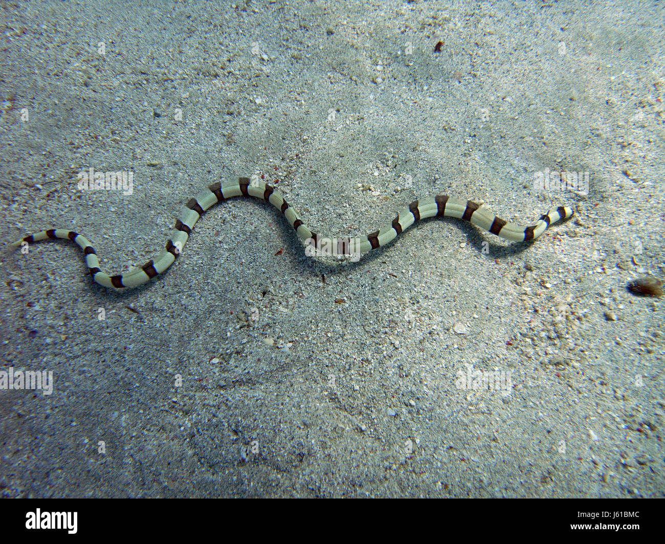 egypt dive salt water sea ocean water eel meeraal seeaal rotes meer ...