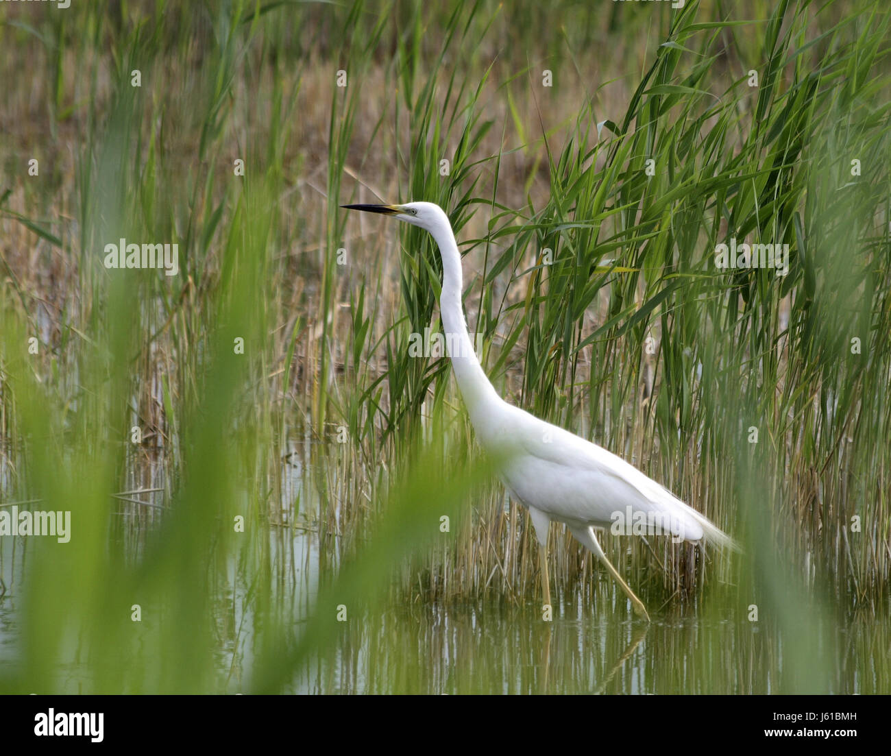 heron reed pointed beak heron beaks salt water sea ocean water hunting ...