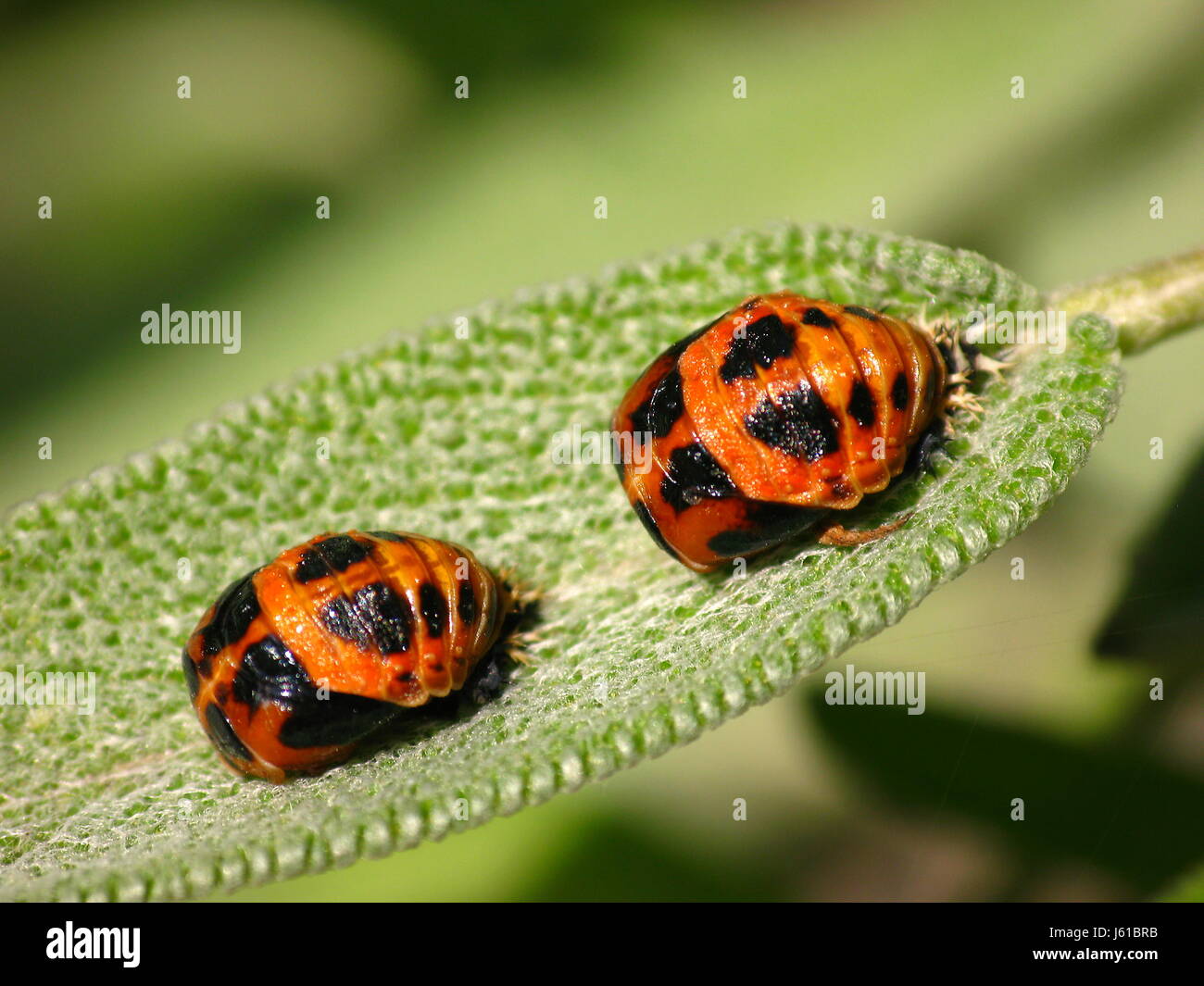 beetle caterpillar metamorphosis ladybug beetle prickly caterpillar ...