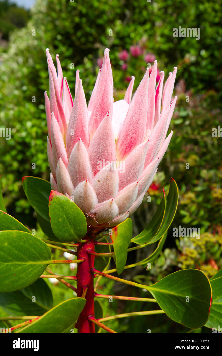 emperor king plant garden flower plant bloom blossom flourish ...