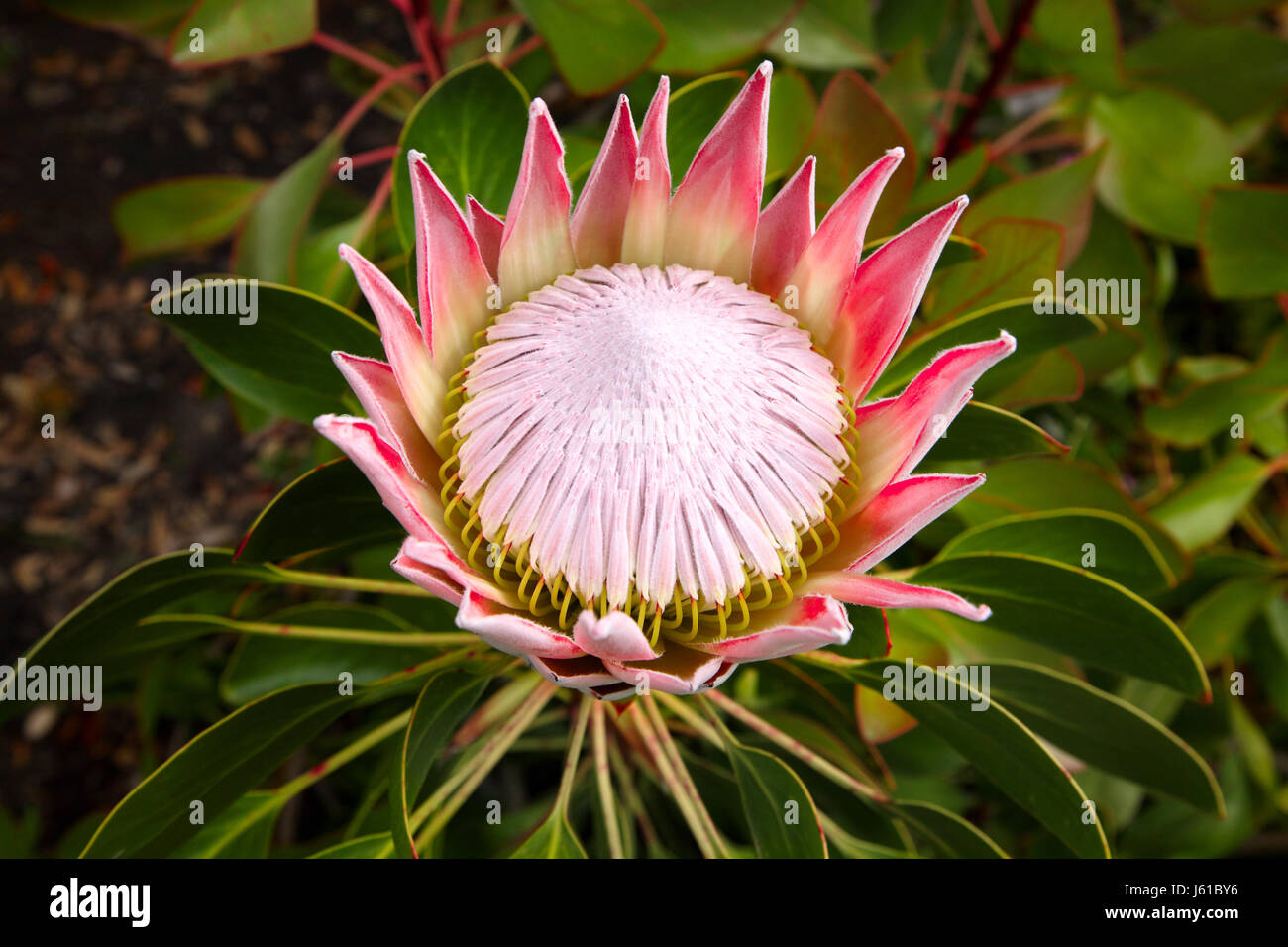 emperor king plant flower plant bloom blossom flourish flourishing ...