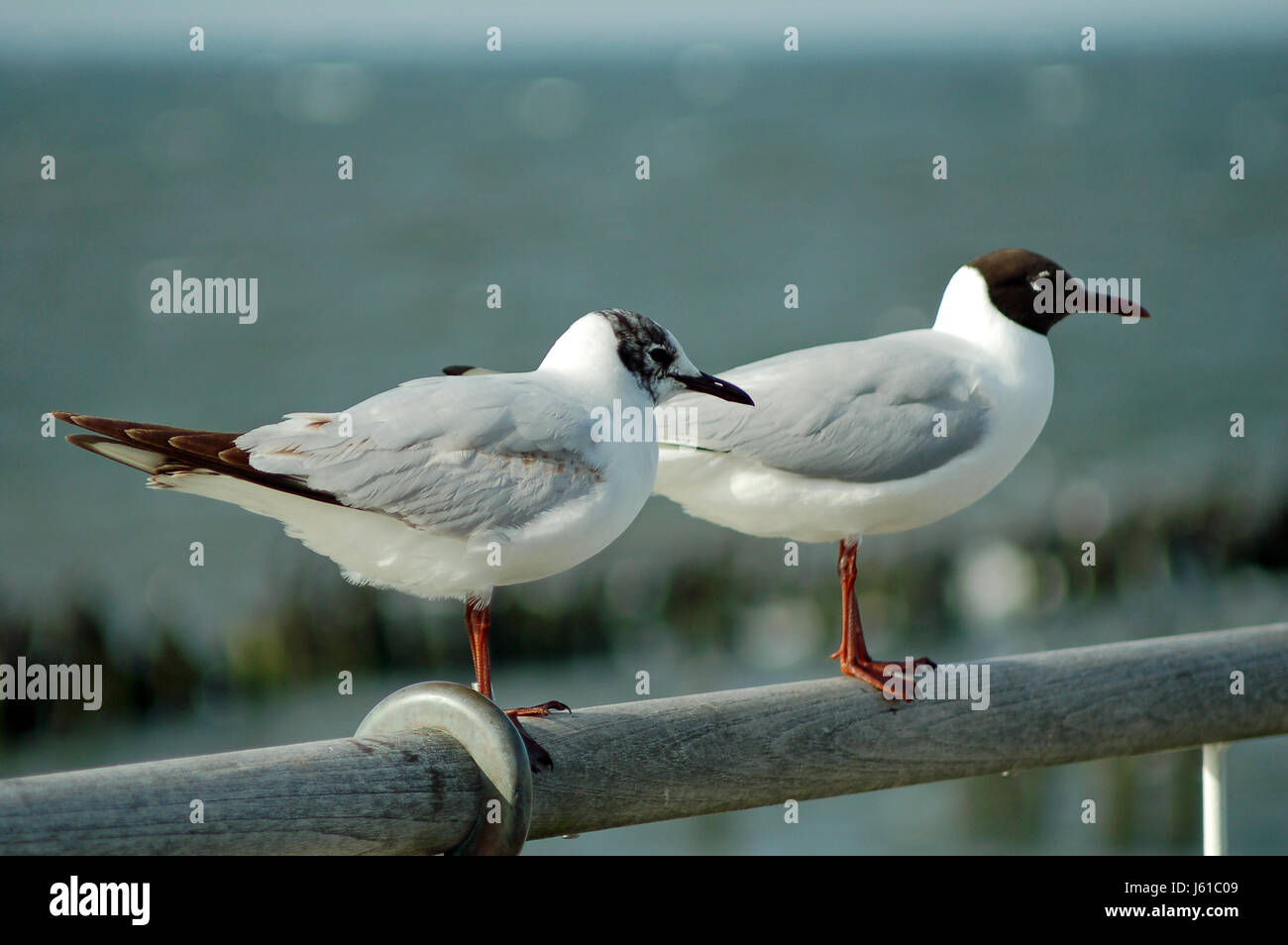 bird birds duo couple pair two seagulls gulls blue bird brown brownish ...