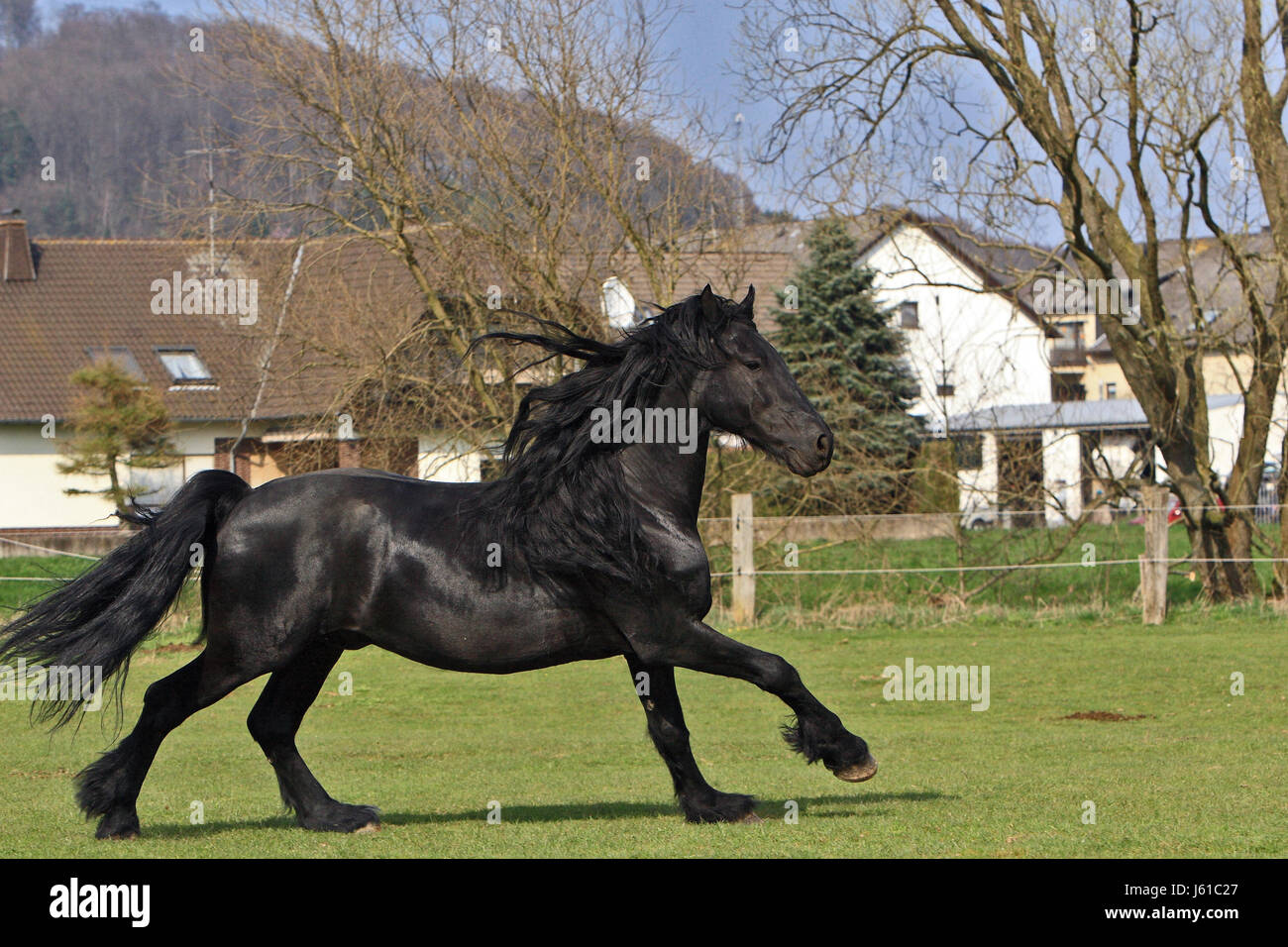 Friesian horse stallion standing hi-res stock photography and images ...