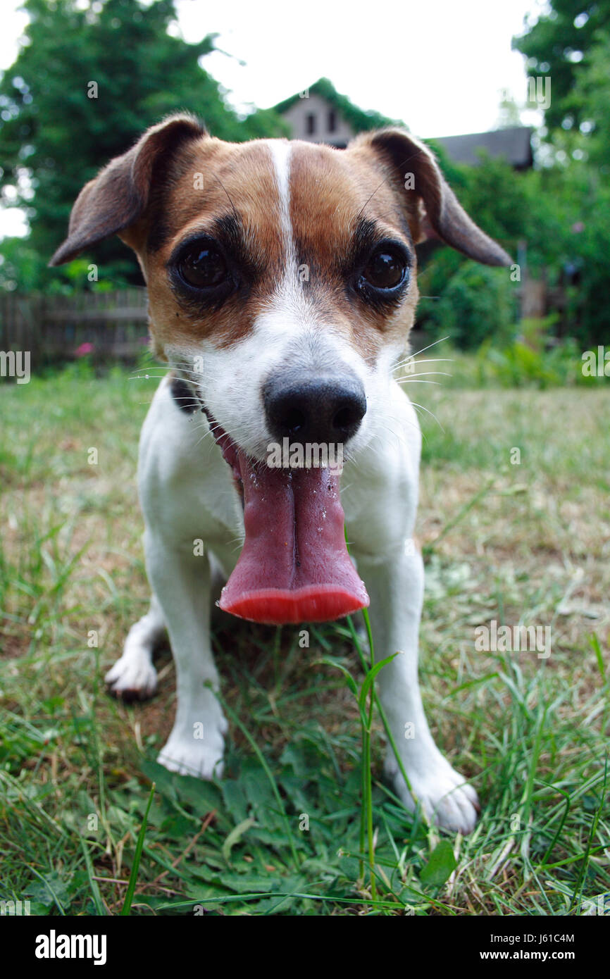 game tournament play playing plays played dog sweet proboscis bitch ...