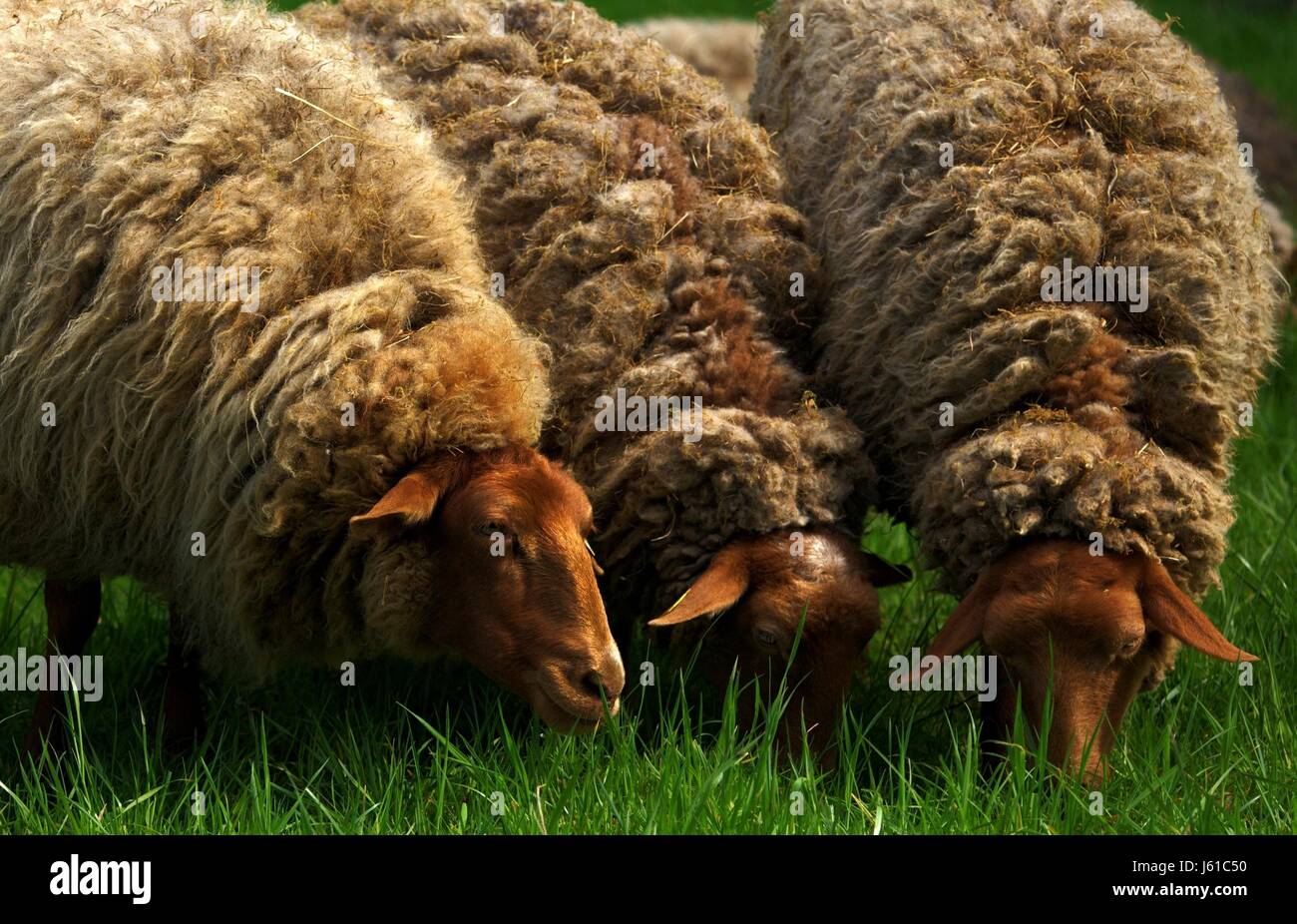 sheep herd graze skin farm animal graze dense felts meadow grass lawn ...
