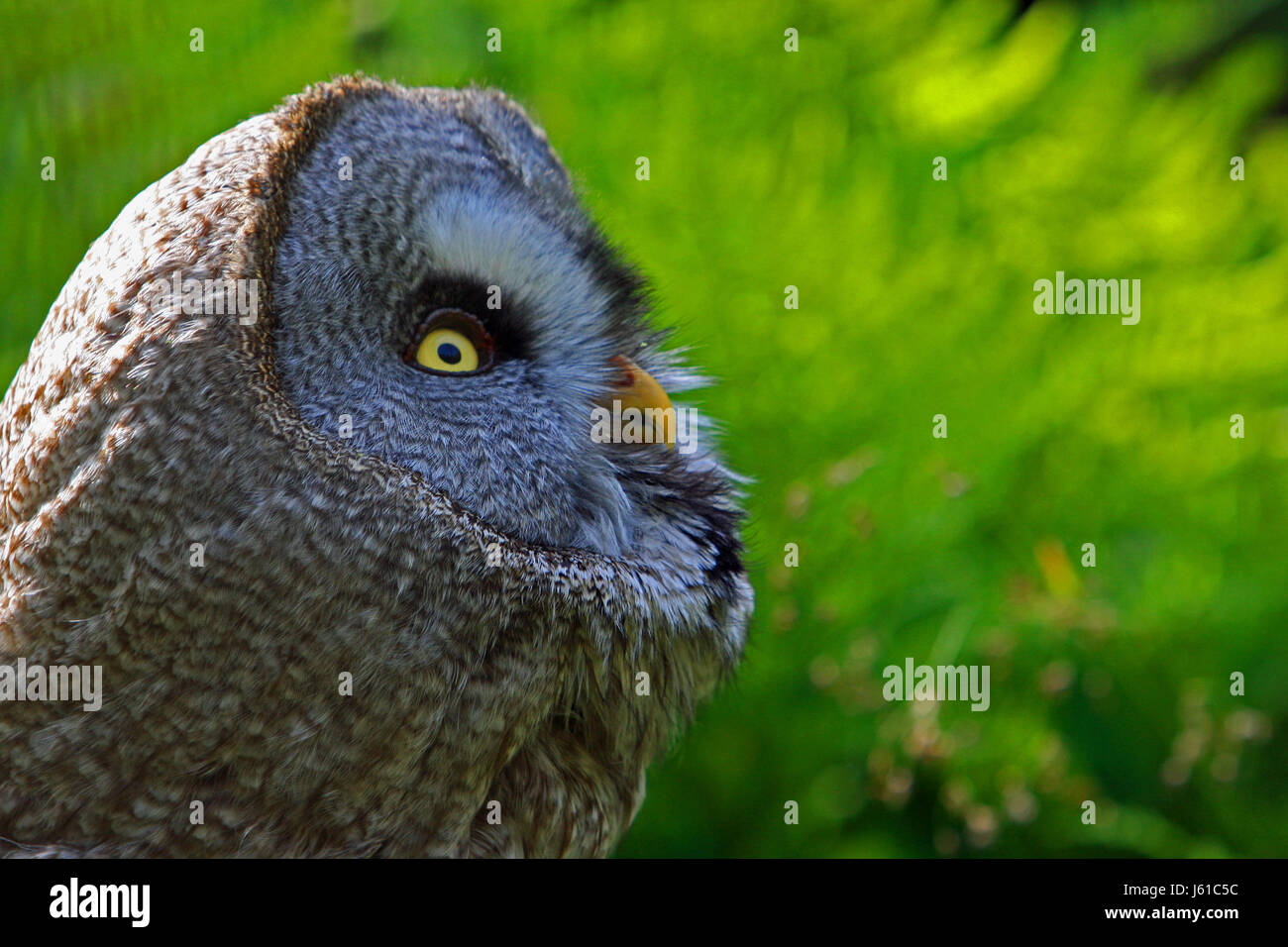 bird birds feathering beard owl codger tree upstairs animal bird birds ...