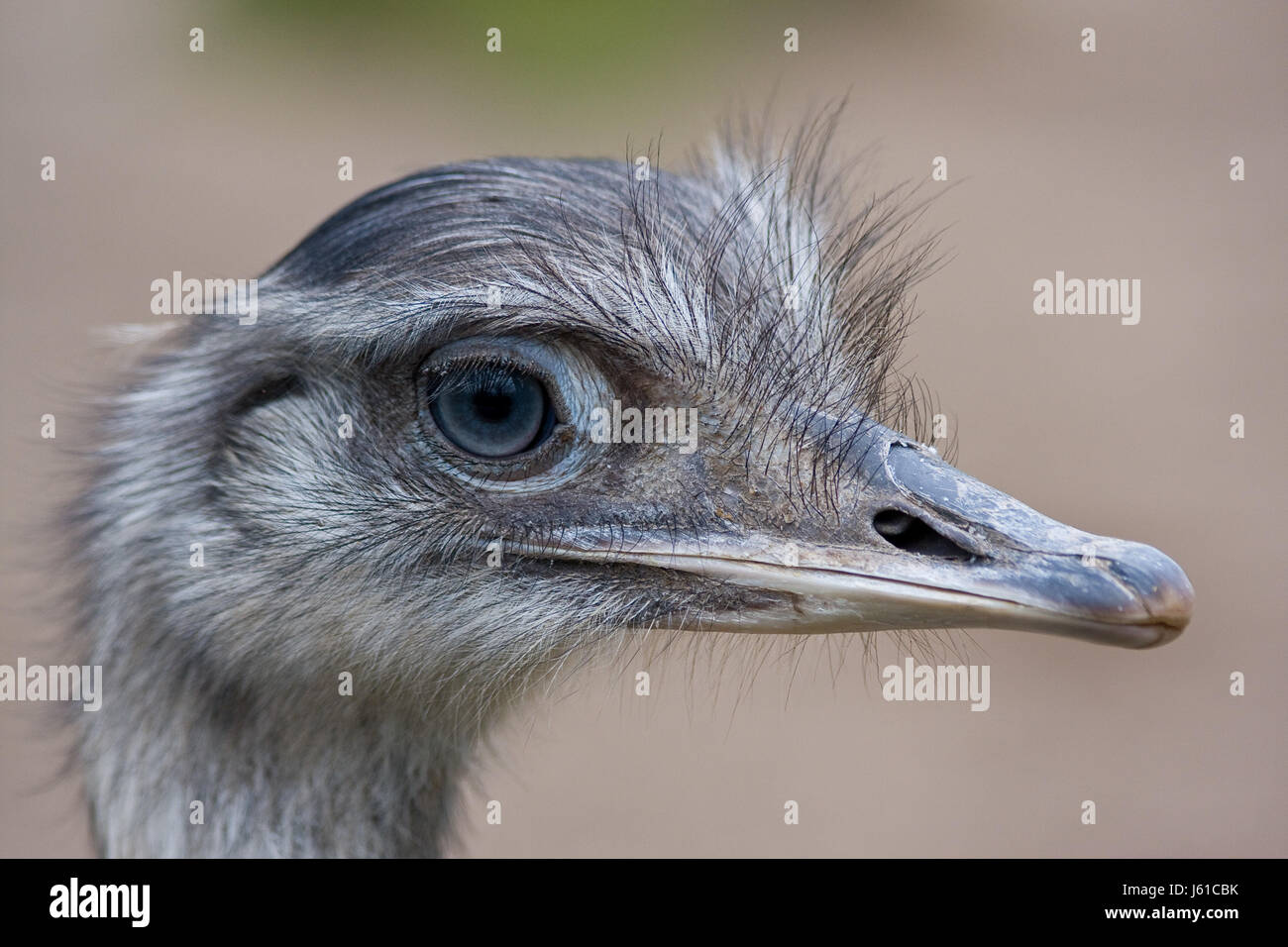 bird birds beak beaks head bird birds beak beaks head strauss nandu ...
