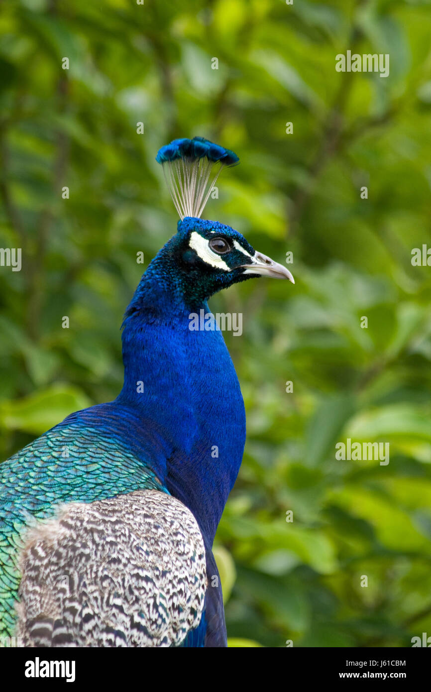 blue beak peacock beaks bosom hoot beauty head eye organ india golden ...