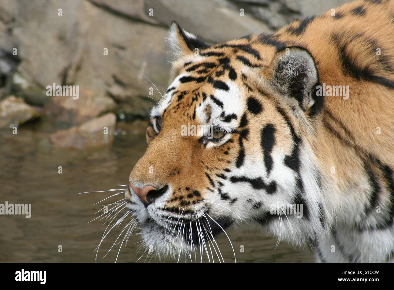 big cat feline predator cat tiger predator felinely macro close-up ...