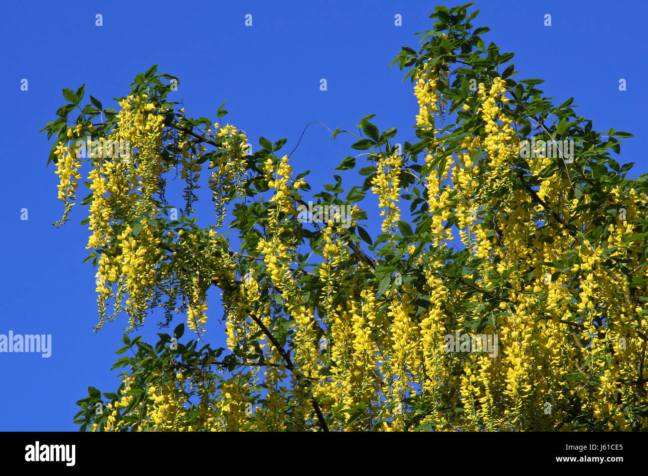 tree bloom blossom flourish flourishing spring shrub vine grape vine ...