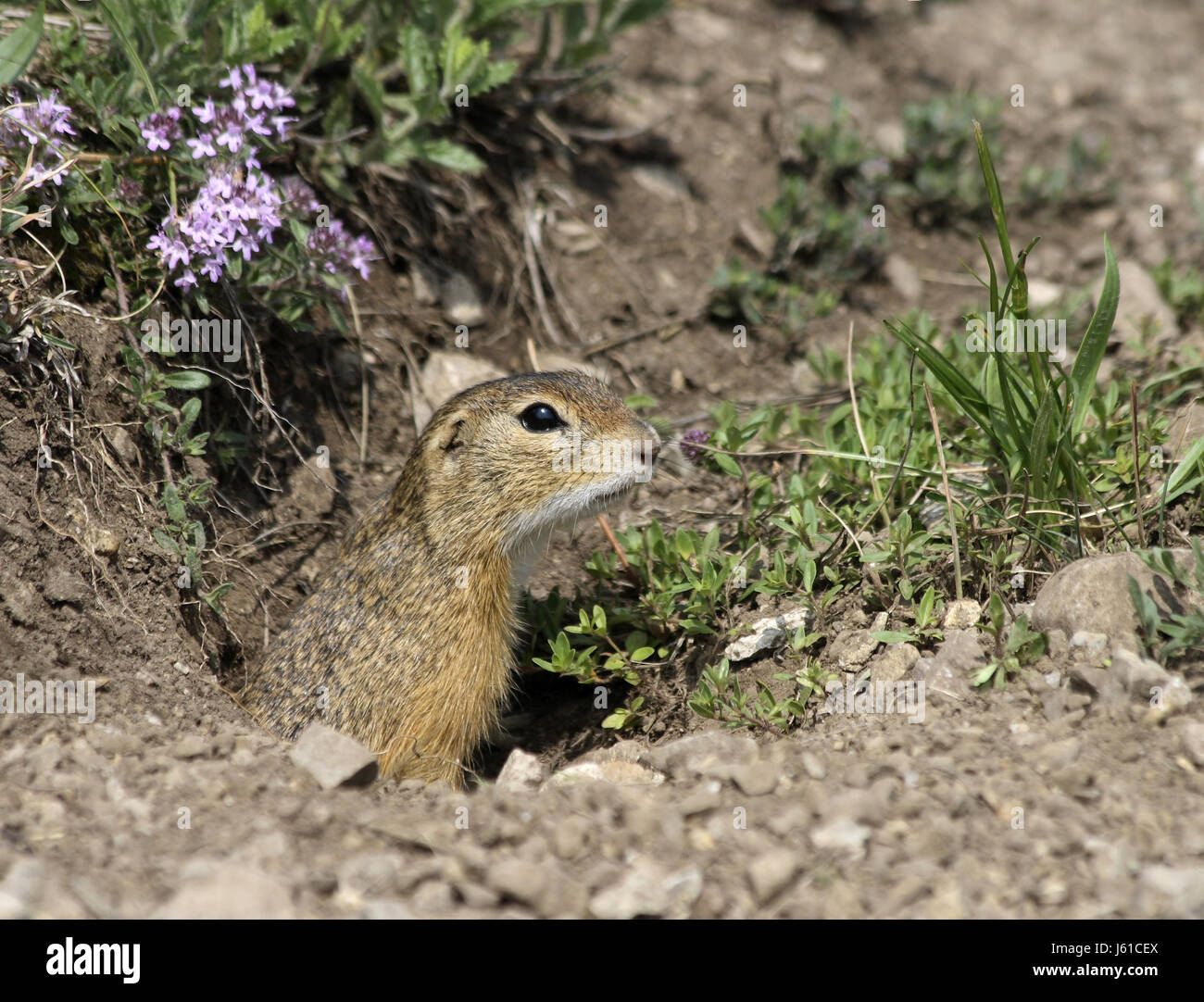 rodent spermophilus protected sheltered cave rodent look glancing see ...